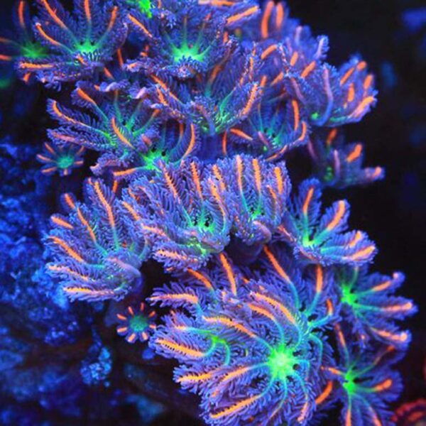 Fireworks Clove Polyp Clavularia F4 Pest free promiseAbyss Aquatics UK