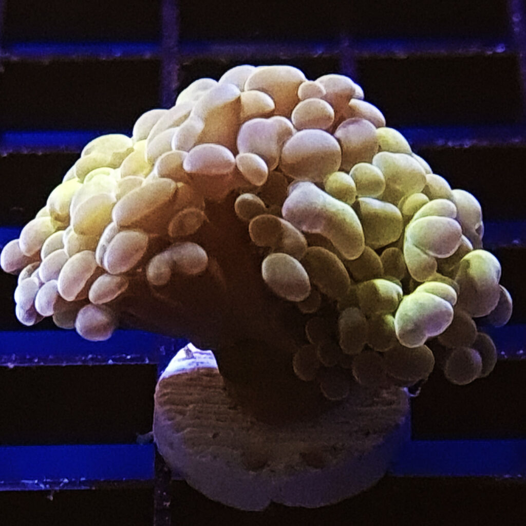 Shop Online for Lps Coral · Abyss Aquatics UK