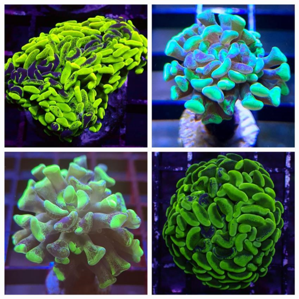 Green Branching Hammer Pest free promiseAbyss Aquatics UK