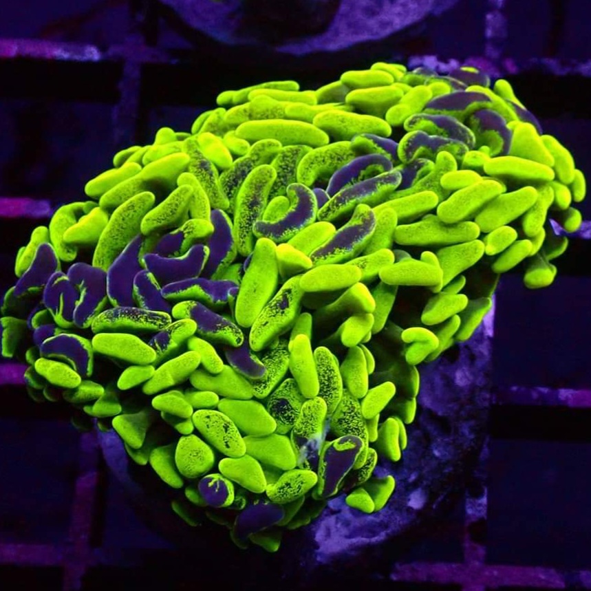 Green Branching Hammer Pest free promiseAbyss Aquatics UK