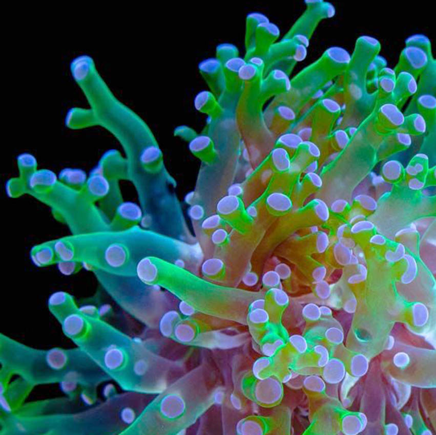 Green Pink Tip Branching Frogspawn F5 | Fast Delivery Abyss Aquatics UK