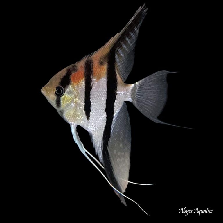 Red Back Manacapuru Angelfish Fast, Professional Service