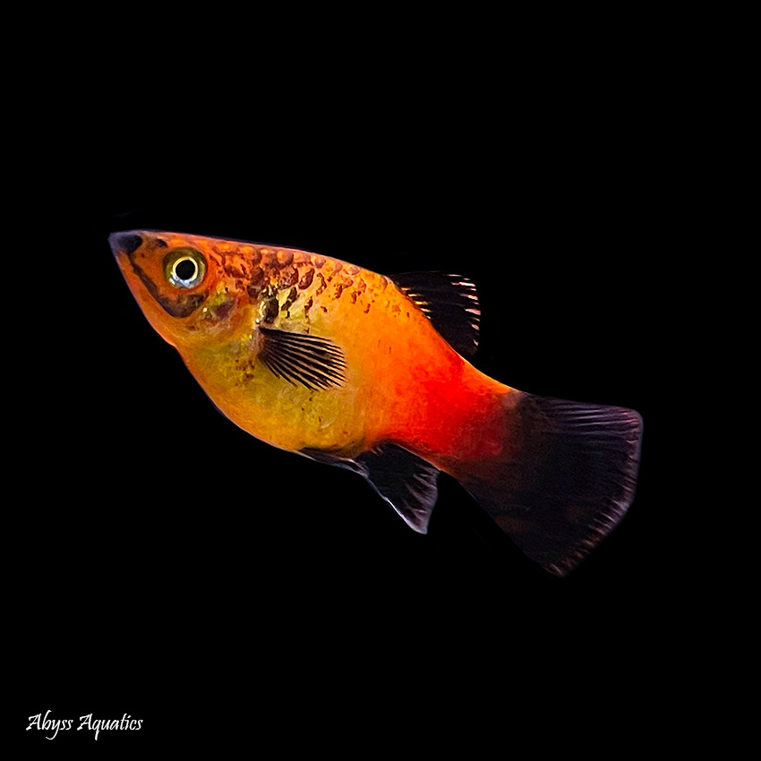 Buy Sunset Wagtail Platy Fast, Professional Service