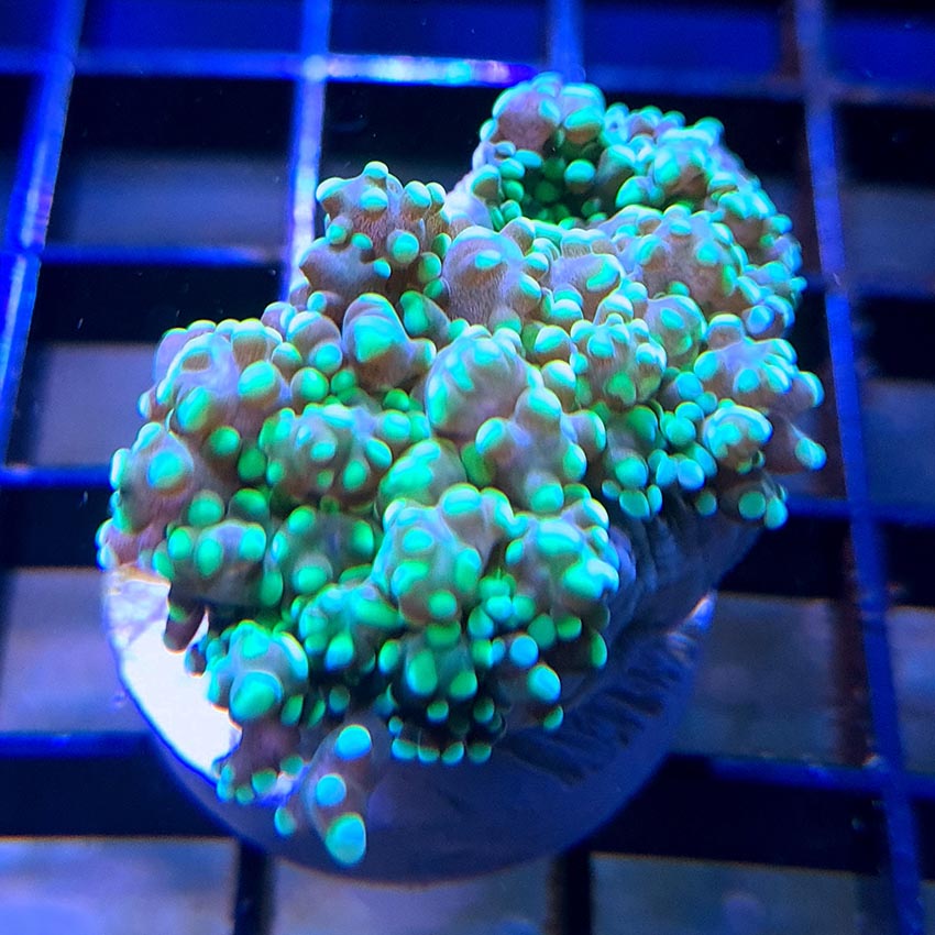 Yellow Branching Frogspawn F5 Pest free promiseAbyss Aquatics UK