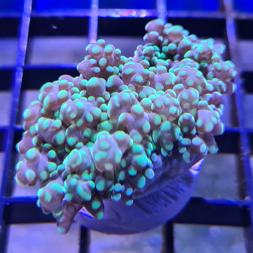 Yellow Branching Frogspawn F5 Pest free promiseAbyss Aquatics UK