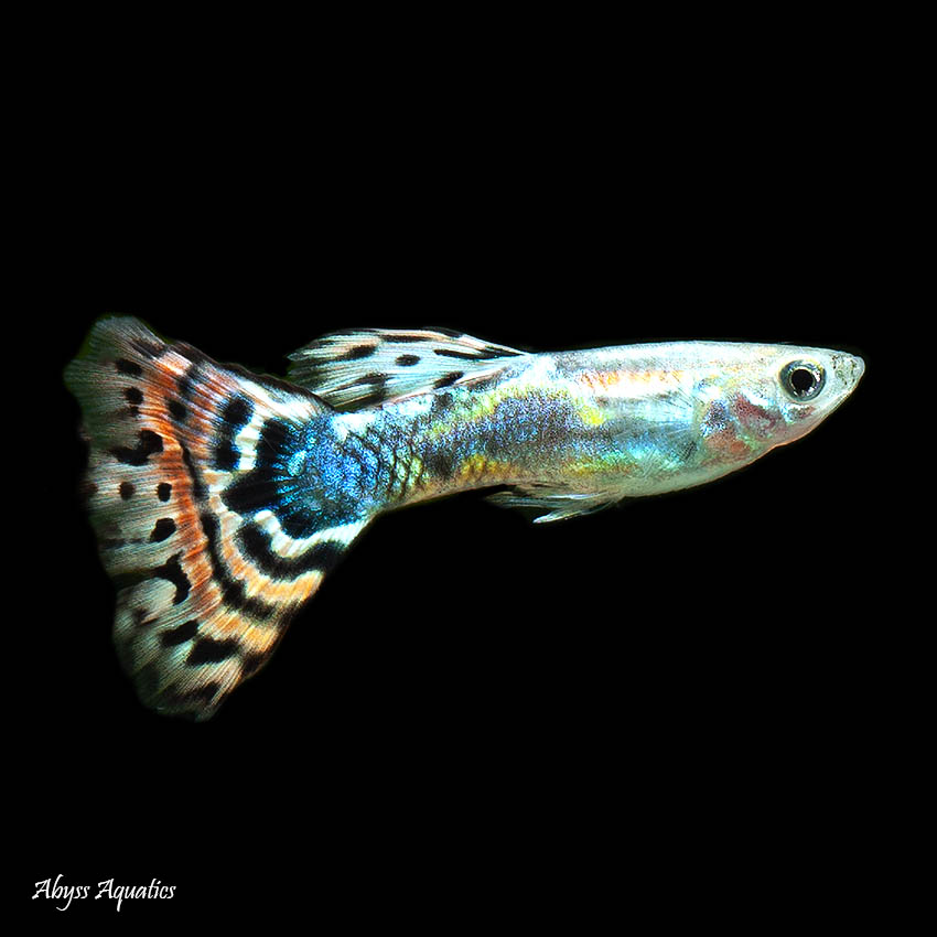 Shop Online for Guppy · Abyss Aquatics UK