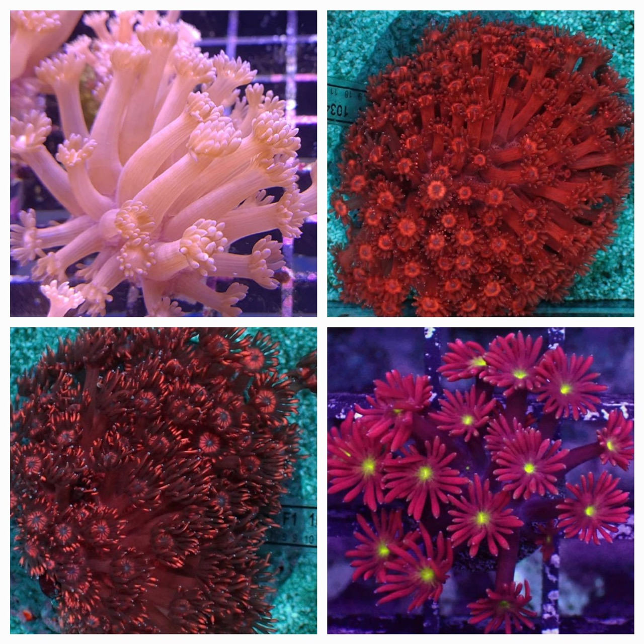 Red Goniopora Pest free promiseAbyss Aquatics UK