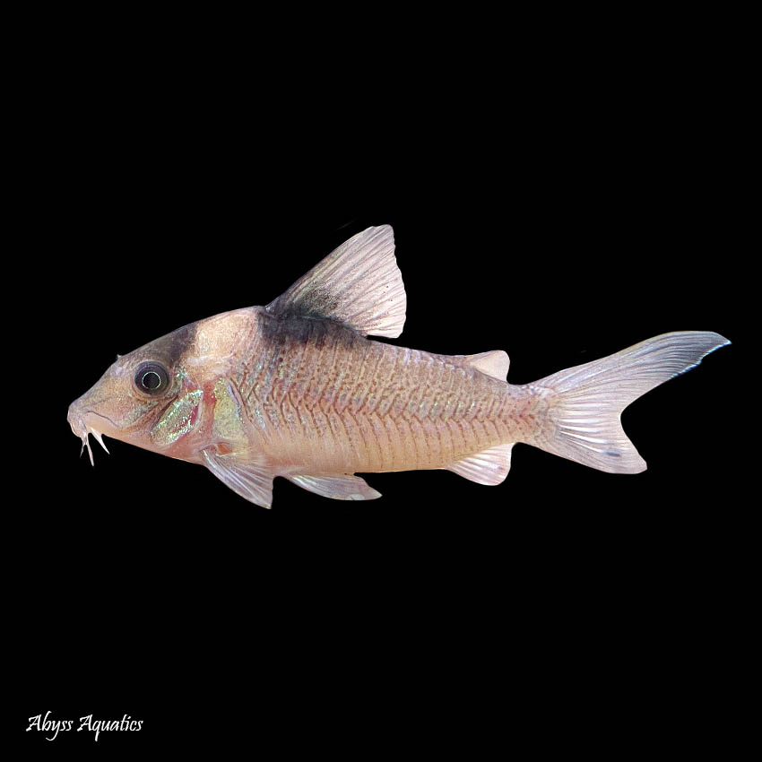 Amandajanea Corydora Fast, Professional Service