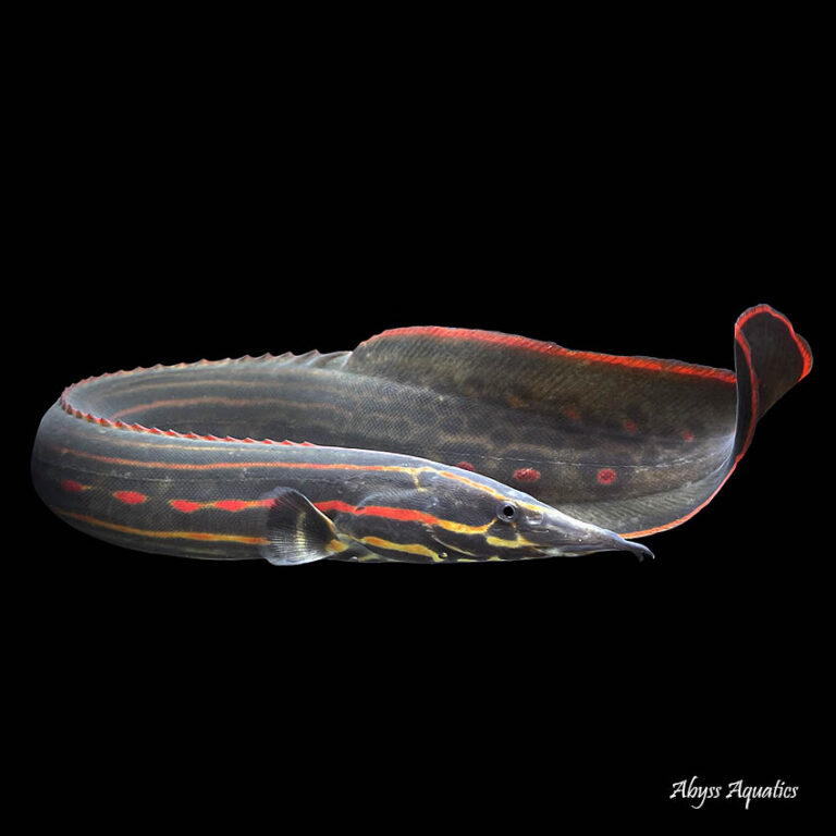 Shop Online for Eels Freshwater · Abyss Aquatics UK
