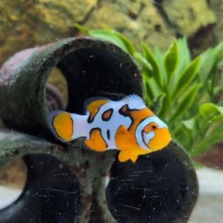 Premium Picasso Clownfish Designer clownfish onlineAbyss Aquatics UK