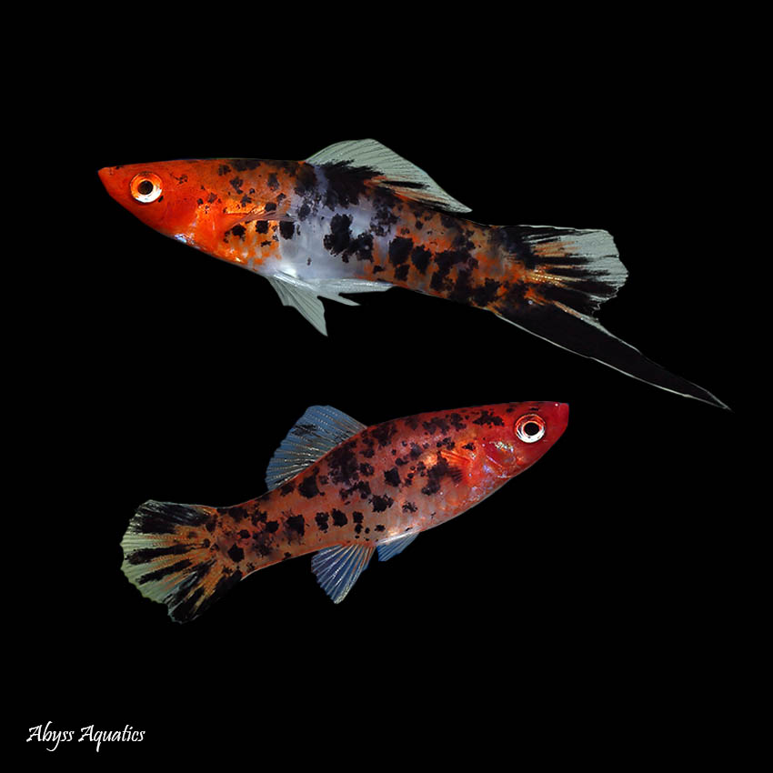 Buy Tri-Colour Koi Swordtail Fast, Professional Service