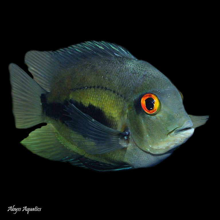 Uaru Cichlid Fast, Professional Service