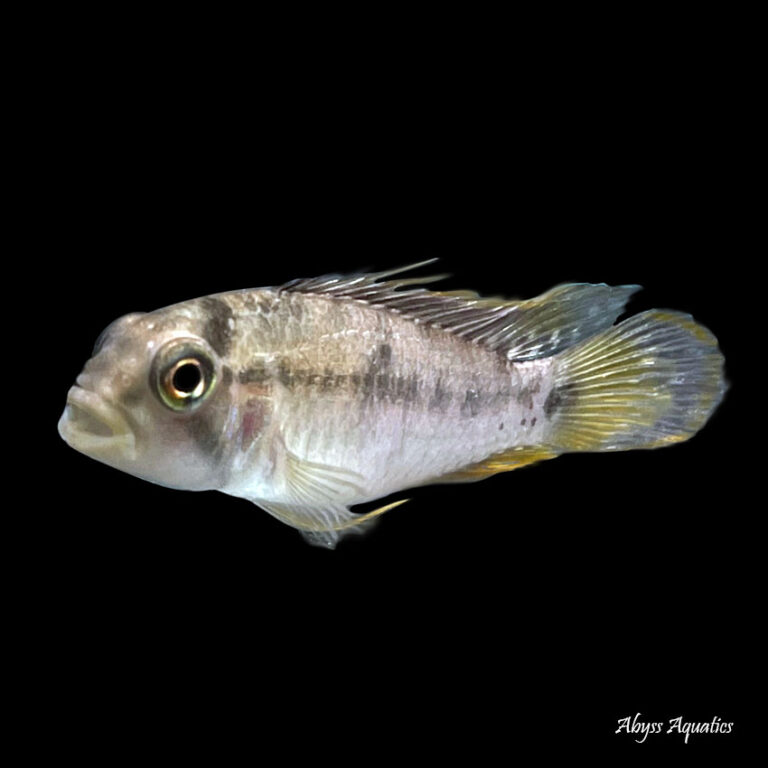 Apistogramma Baenschi-Inca Fast, Professional Service