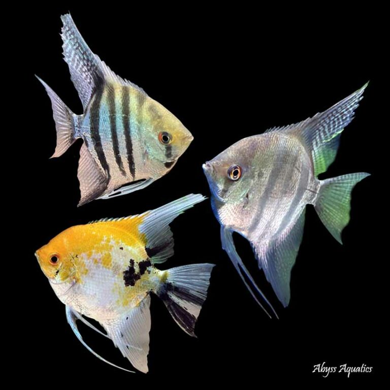 Shop Online for Angelfish and Discus · Abyss Aquatics UK