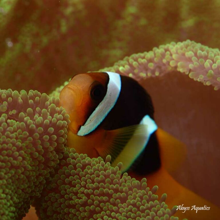 Black Clarkii Clownfish Fast Professional service Abyss Aquatics
