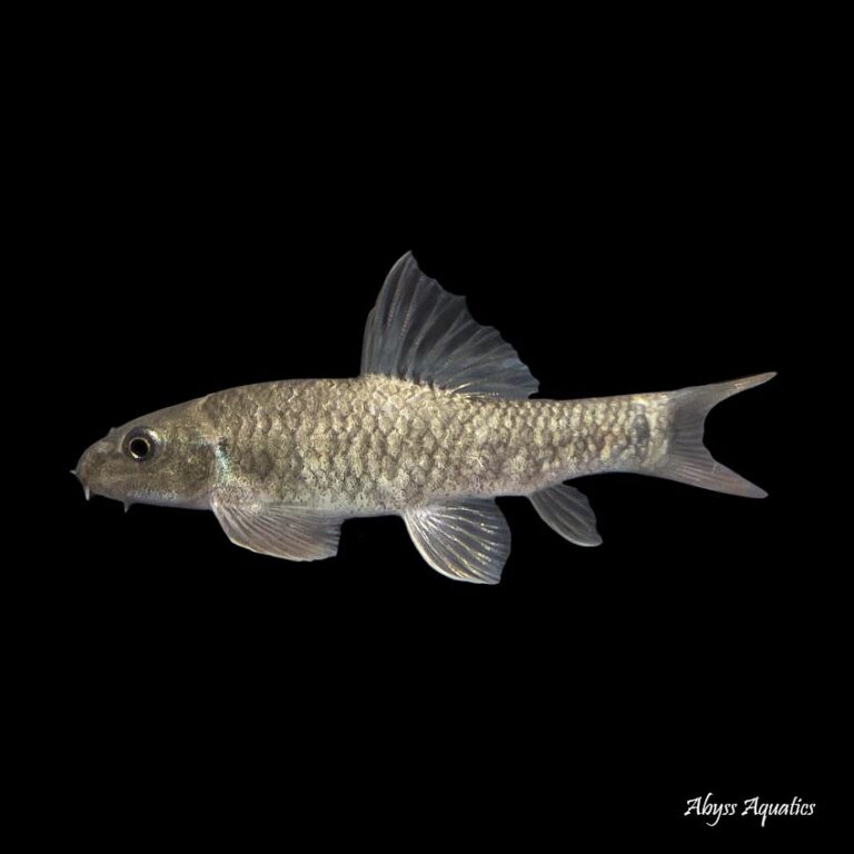 Rufa Garra Fast, Professional Service