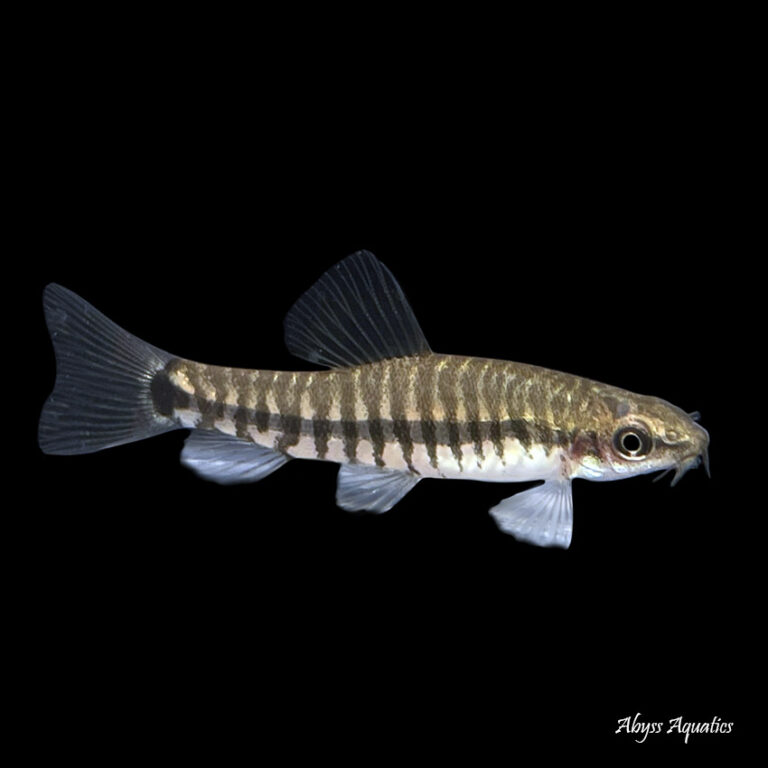 Shop Online for Loach and Sharks · Abyss Aquatics UK