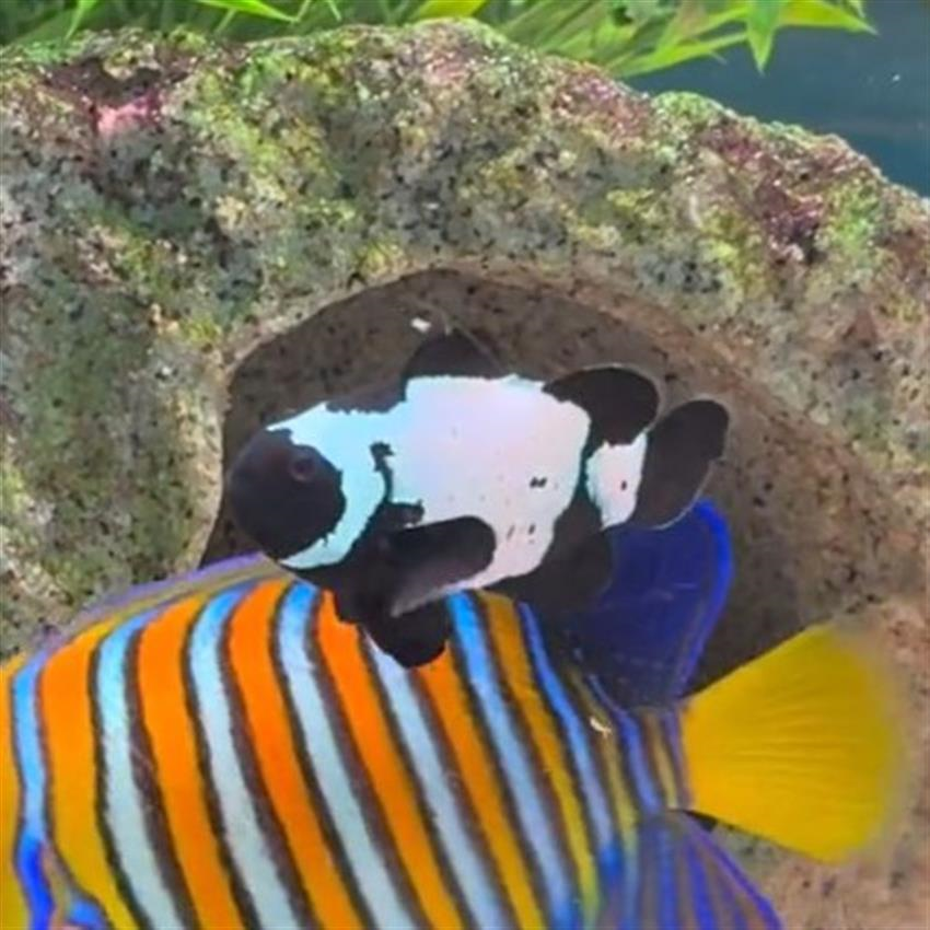 Phantom Clownfish Designer clownfish onlineAbyss Aquatics UK