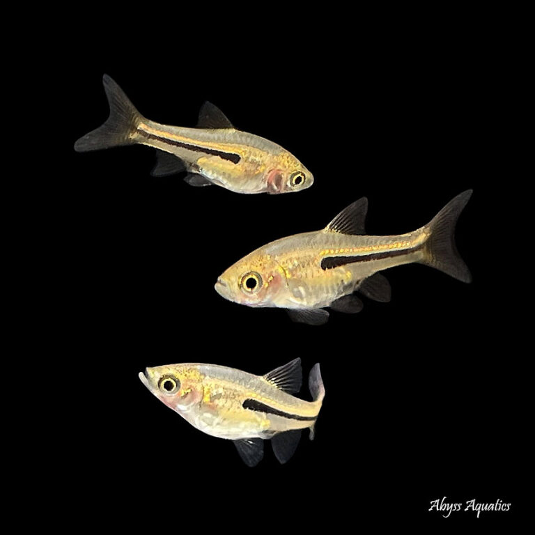 Siamese Dwarf Rasbora Fast, Professional Service