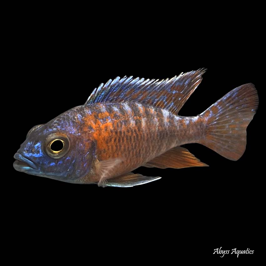 Female Blue Peacock Cichlid