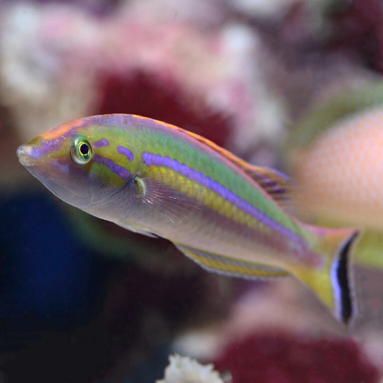 Small Tail Pencil Wrasse Juv/Female | Fast Delivery Abyss Aquatics UK