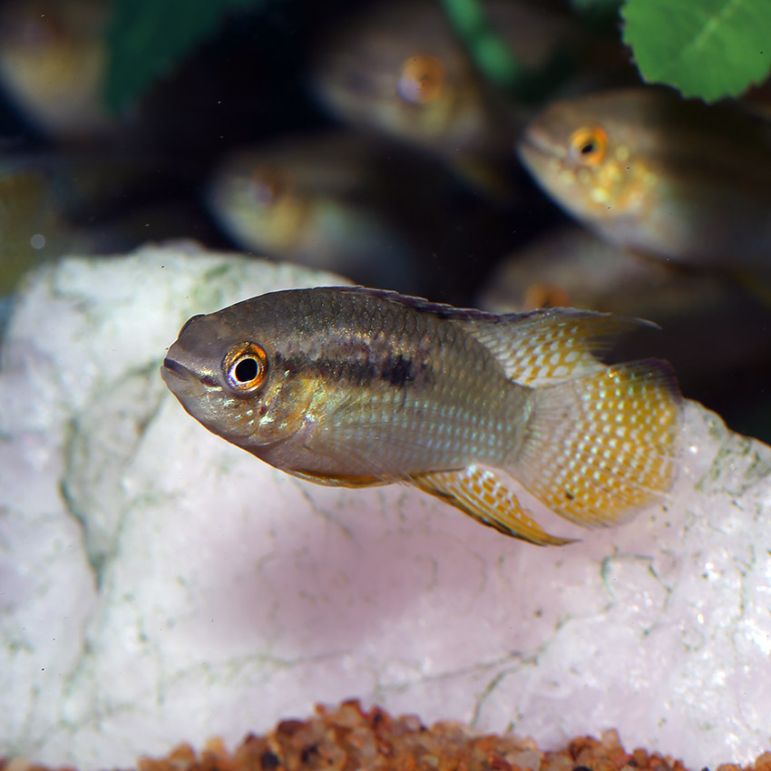 Dwarf Flag Acara Fast, Professional Service