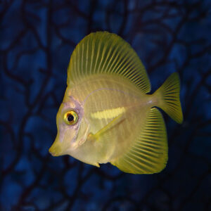 Yellow Tang Tank Bred Fast Professional Delivery Abyss Aquatics UK