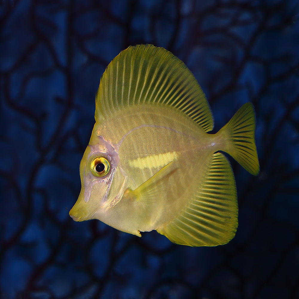 Yellow Tang Tank Bred Fast Professional Delivery Abyss Aquatics UK