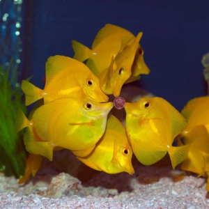 Yellow Tang Tank Bred Fast Professional Delivery Abyss Aquatics UK