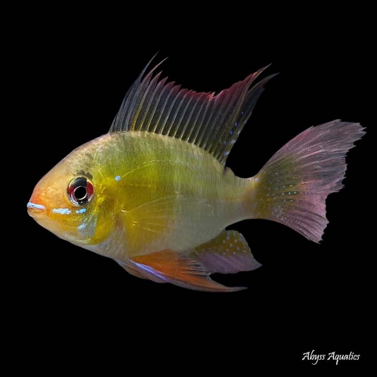 German Blue Ram Longfin Fast, Professional Service