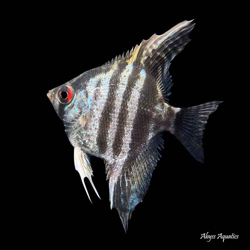 Blue Lace Angelfish Fast, Professional Service