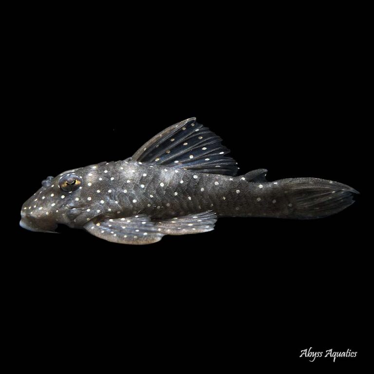 Plecos · Buy online or instore · Best quality guaranteed! Abyss Aquatics UK