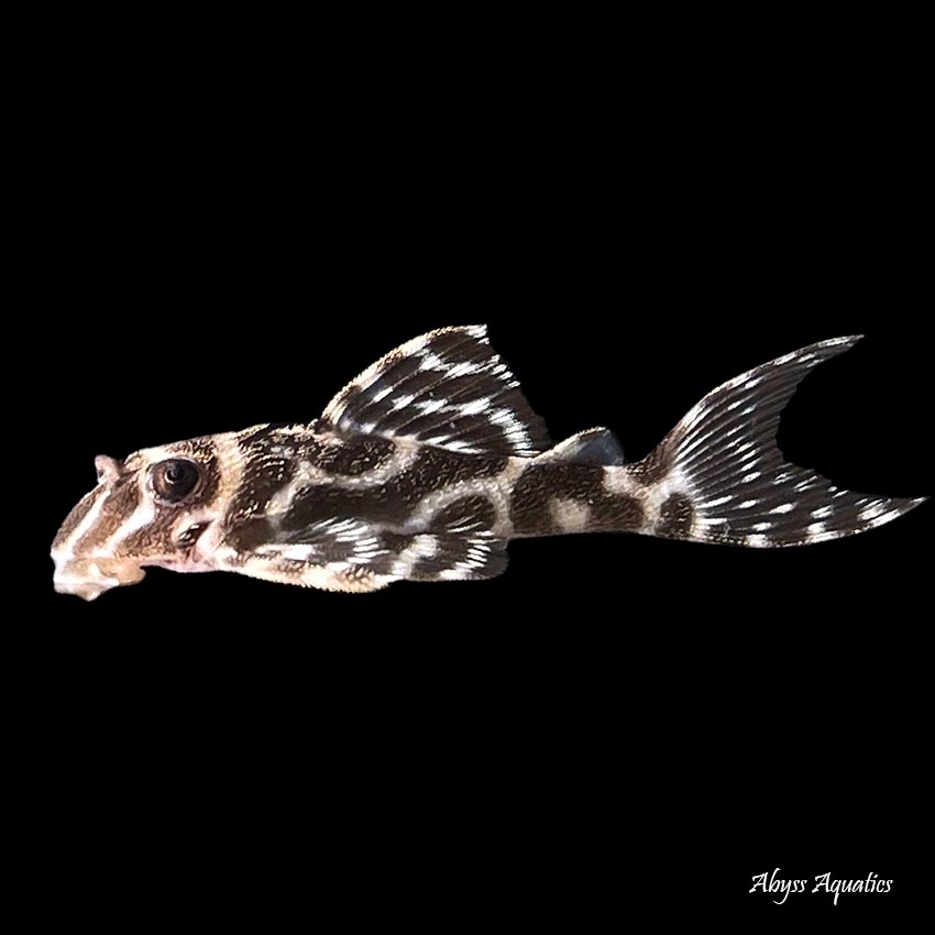 Buy Hypancistrus Sp L236 High White Fast, Professional Service