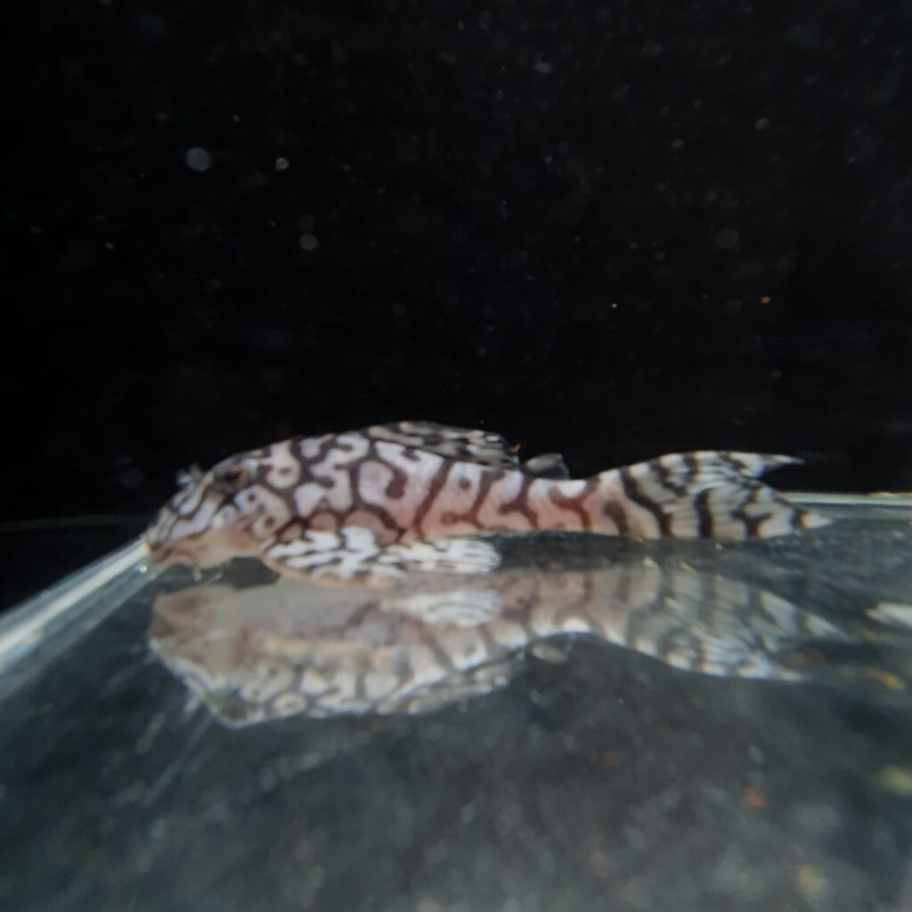 Hypancistrus Sp. L236 High White Tank Bred Fast, Professional Service