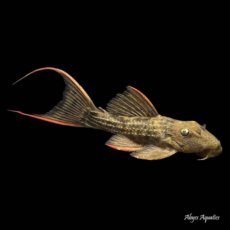 Plecos · Buy online or instore · Best quality guaranteed! Abyss Aquatics UK