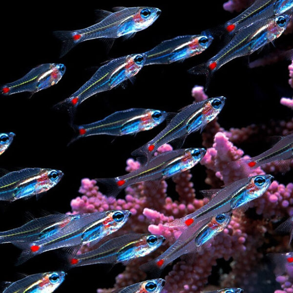 Red Spot Cardinalfish | Fast Delivery Abyss Aquatics UK