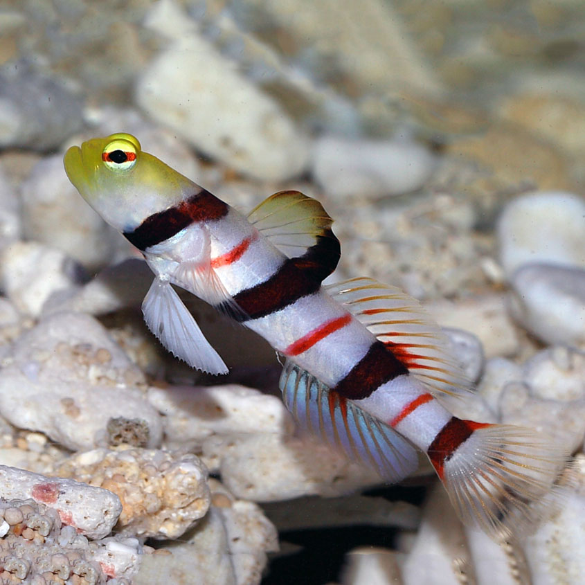 Dracula Goby | Fast Delivery Abyss Aquatics UK