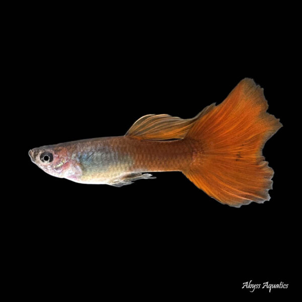 Tropical fish online. Quarantined, healthy, great price Abyss Aquatics UK