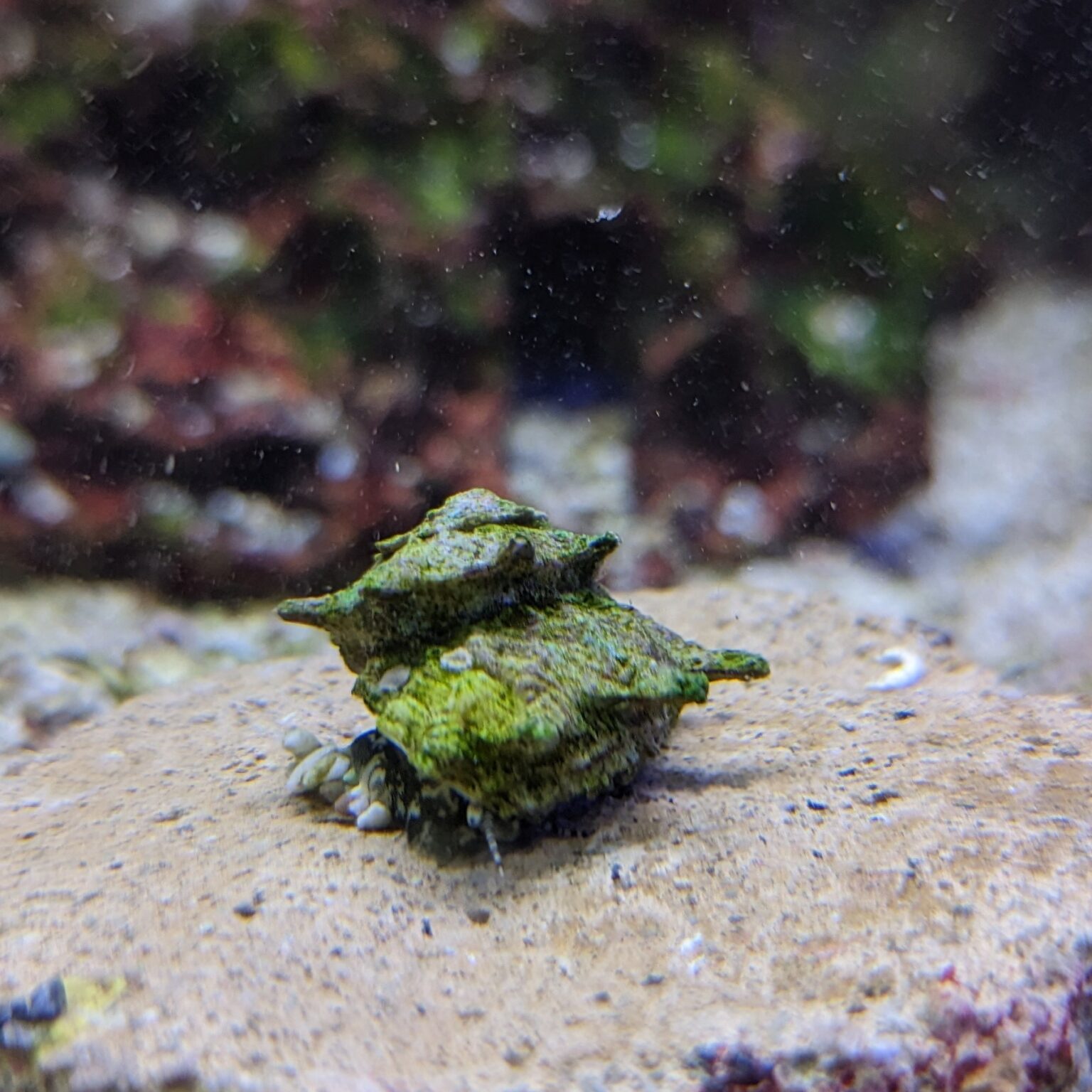 Spiny Star Snail | Fast Delivery Abyss Aquatics UK