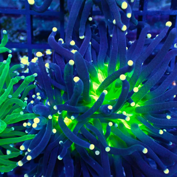 Saltwater Livestock Fat Fit Healthy Fish & critters, Colourful & juicy ...