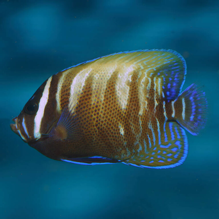 Saltwater Livestock Fat Fit Healthy Fish & critters, Colourful & juicy ...