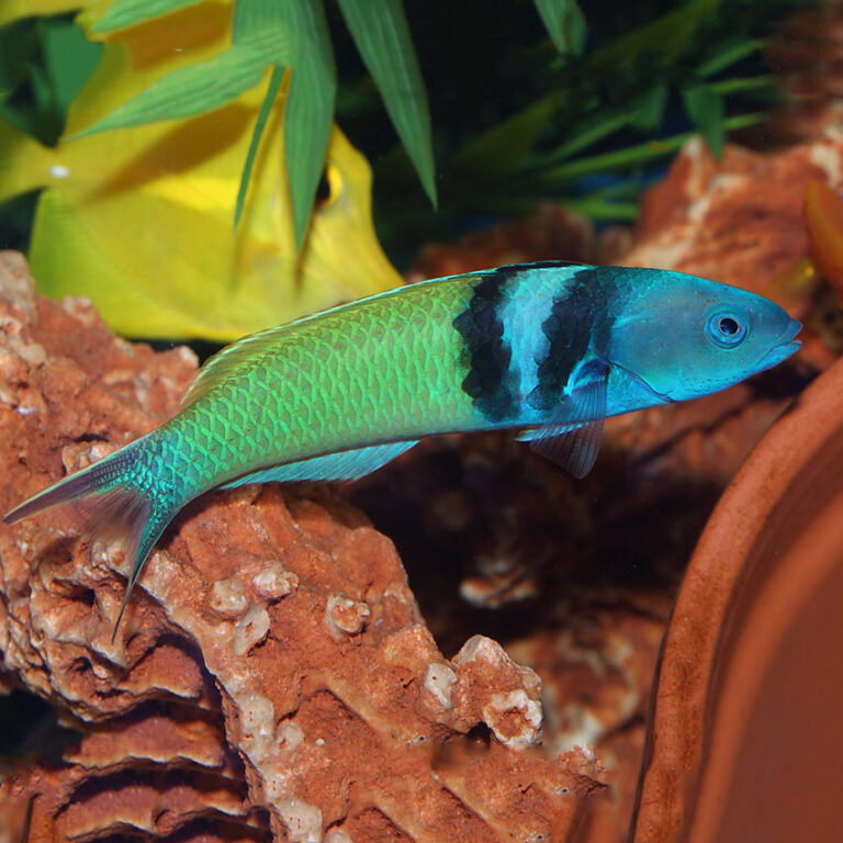 Bluehead Wrasse | Fast Delivery Abyss Aquatics UK