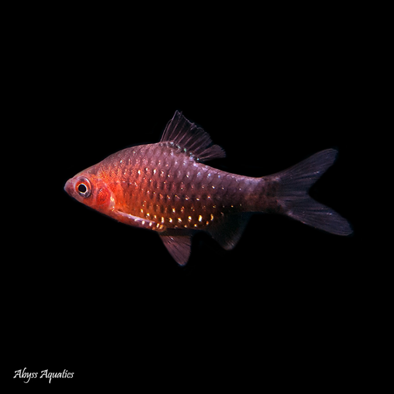 Shop Online for Barbs. Trustworthy - professional - fast. Abyss Aquatics UK