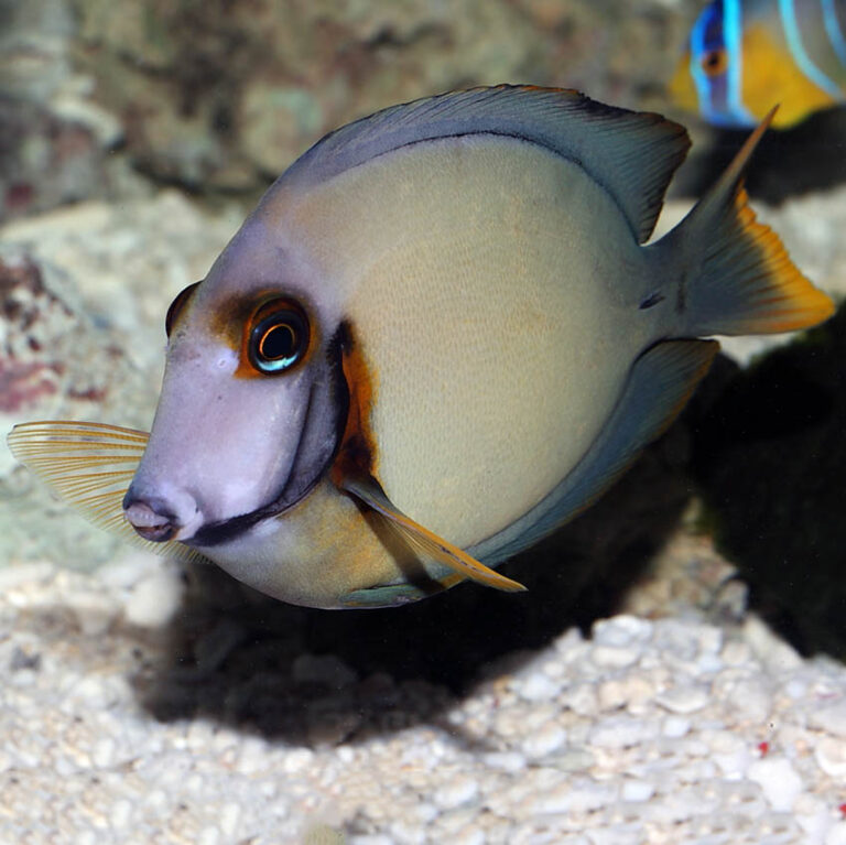 Chocolate Tang | Fast Delivery Abyss Aquatics UK