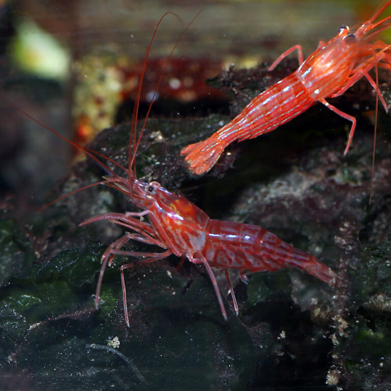 Giant Peppermint Shrimp | Fast Delivery Abyss Aquatics UK