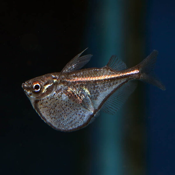 Black Winged Hatchetfish Fast, Professional Service