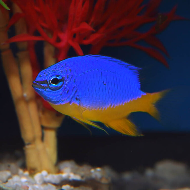 Azure Damselfish | Fast Delivery Abyss Aquatics UK