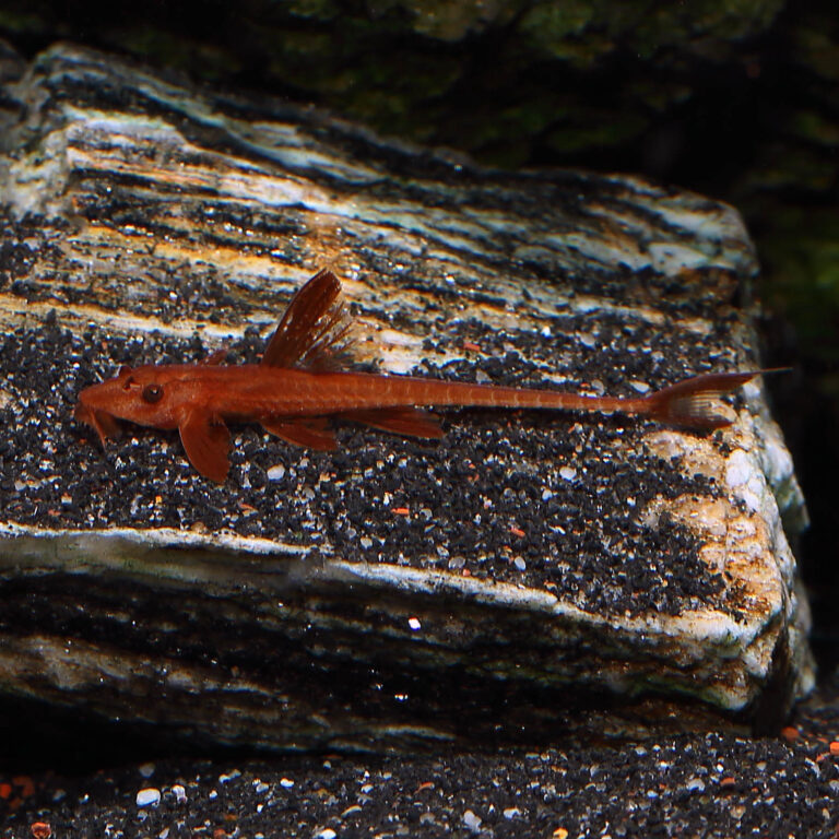 Buy Red Lizard Catfish Fast, Professional Service