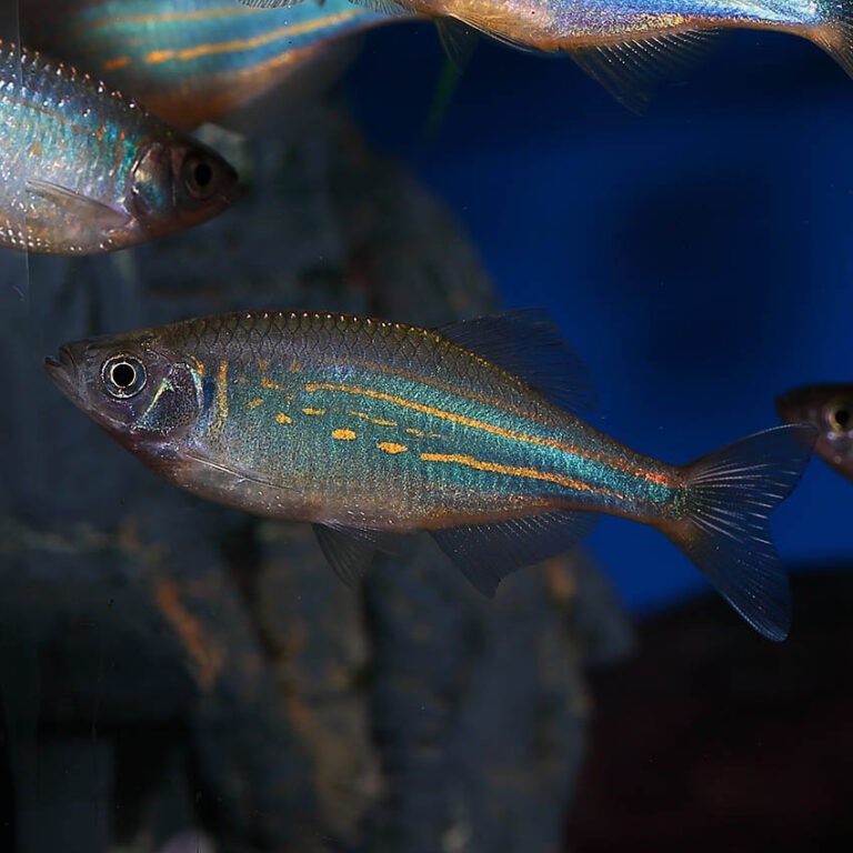 Shop Online for Danios · Abyss Aquatics UK