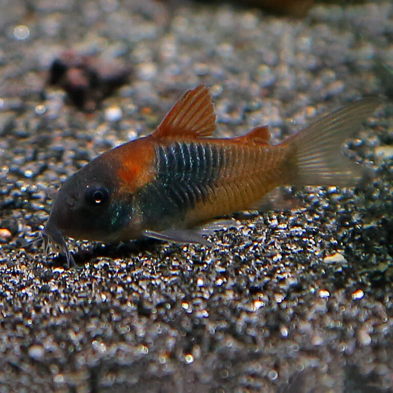 Shop Online for Corydoras · Abyss Aquatics UK